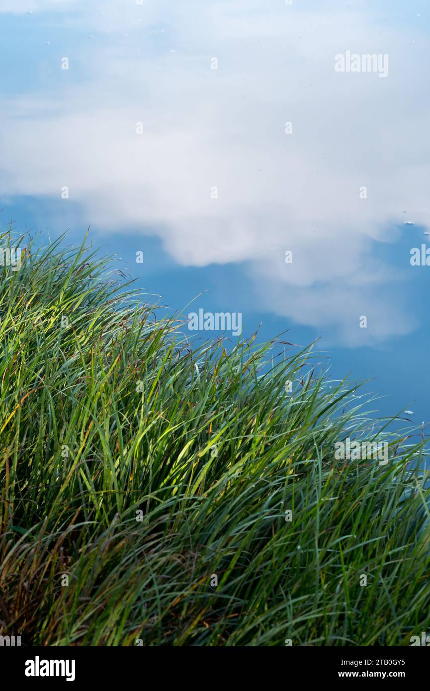 Green grass and the reflection of blue sky and white clouds in the ...