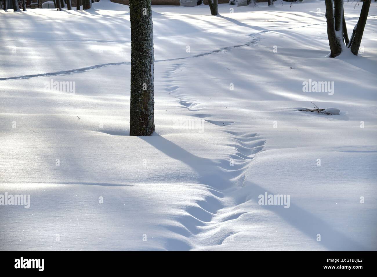 Calm and serene winter scene with a deep layer of snow covering the ...