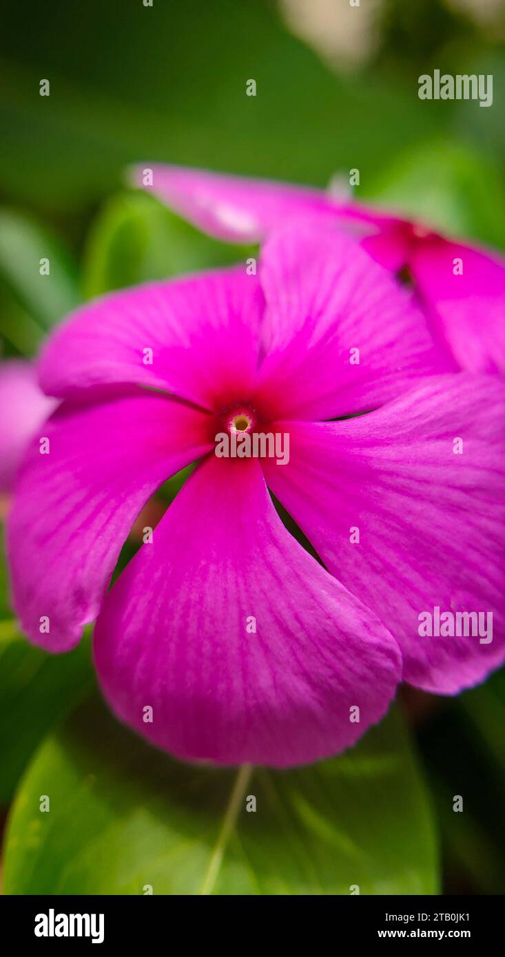 Madagascar periwinkle pink flower hi-res stock photography and images ...