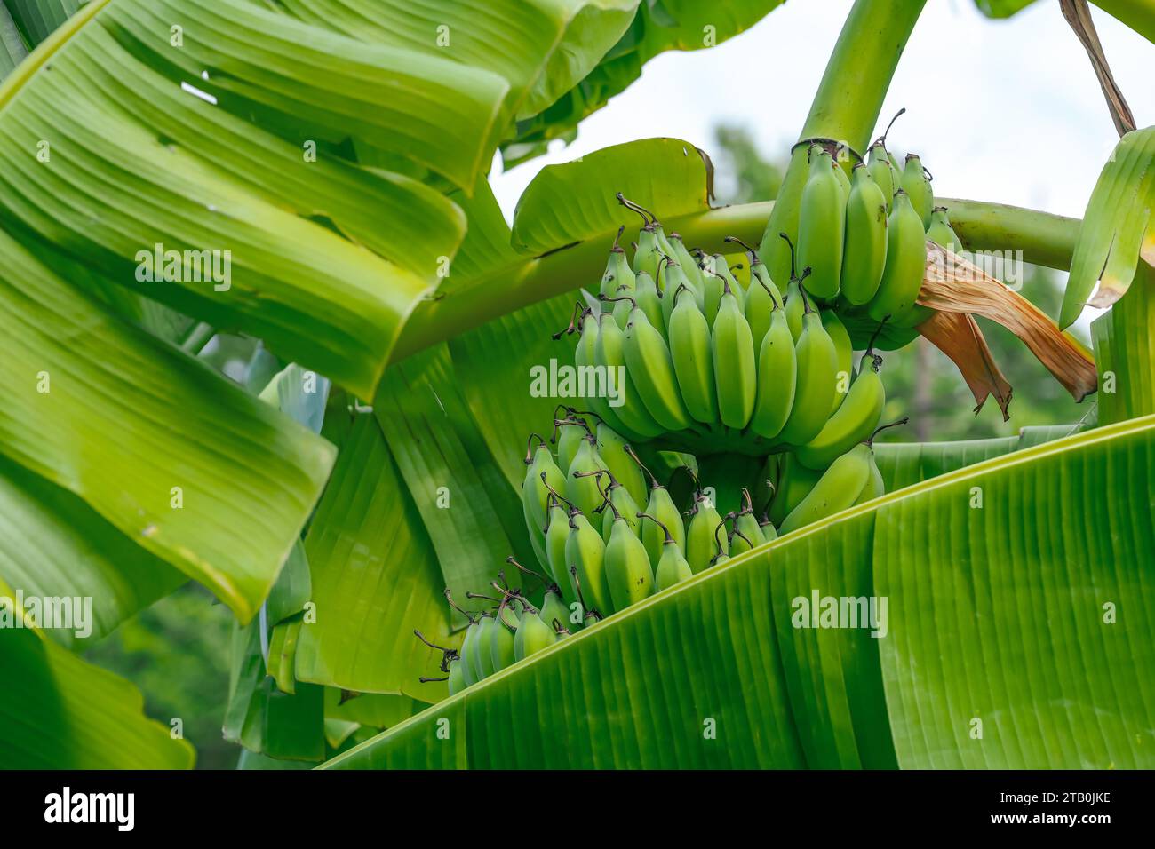Ripe green bananas hang in clusters on banana plantations. Industrial ...