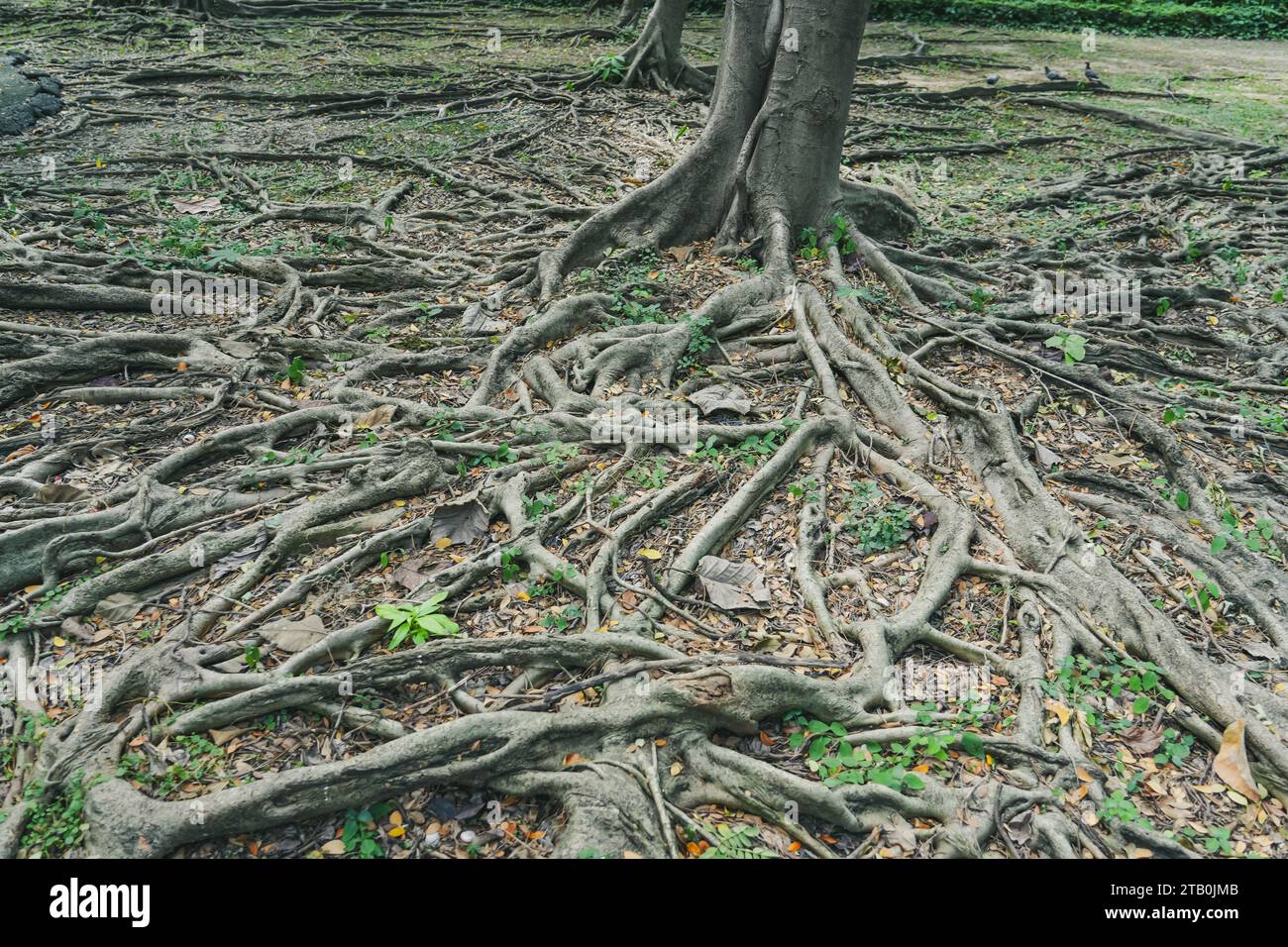 Tree roots spreading on forest hi-res stock photography and images - Alamy