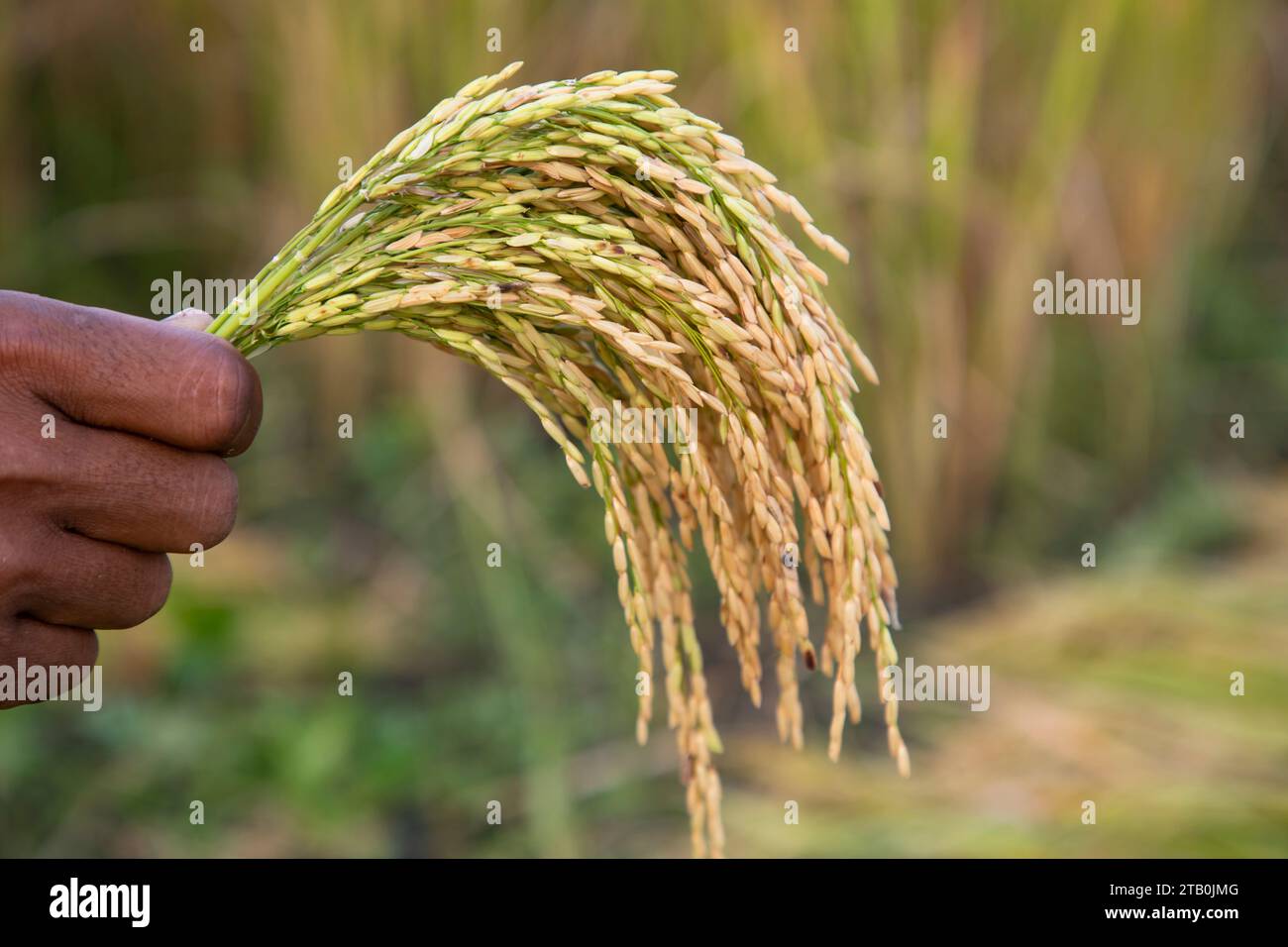 Farmer Hand-holding golden grain rice spike agriculture concepts Stock ...