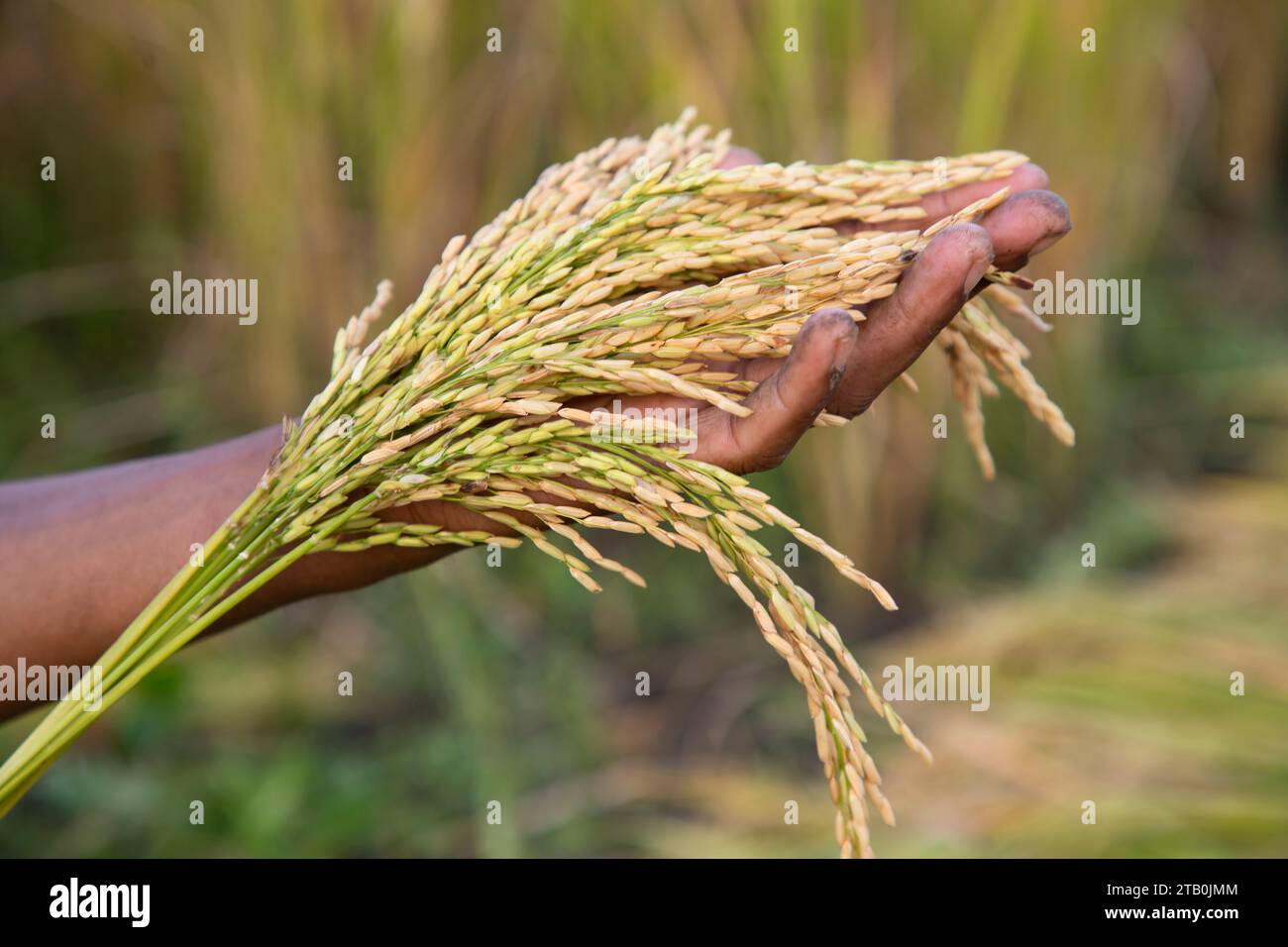 Farmer Hand-holding golden grain rice spike agriculture concepts Stock ...