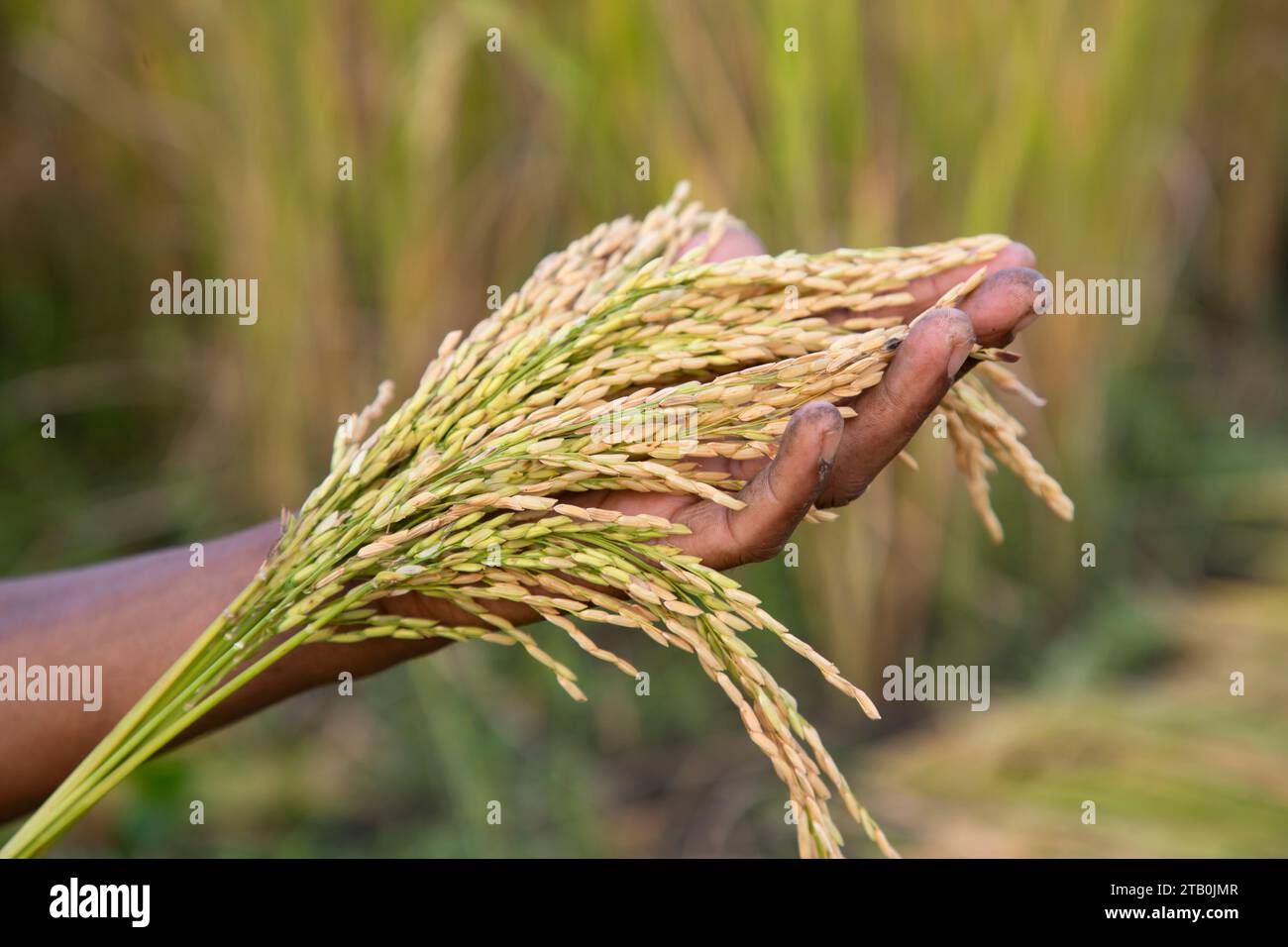 Farmer Hand-holding golden grain rice spike agriculture concepts Stock ...