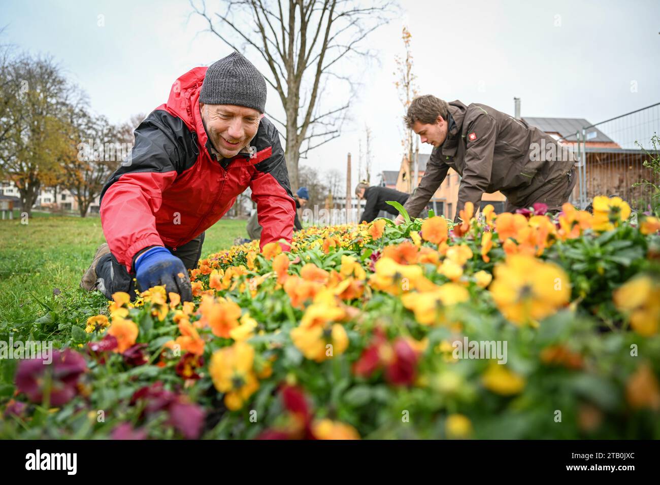 PRODUCTION - 23 November 2023, Baden-Württemberg, Wangen im Allgäu ...