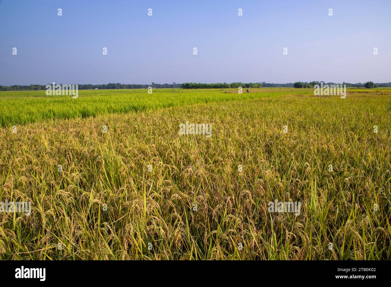 Agriculture Landscape view of the grain rice field with blue sky in ...