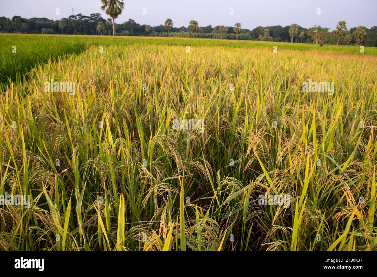 Agriculture Landscape view of the grain rice field with blue sky in ...