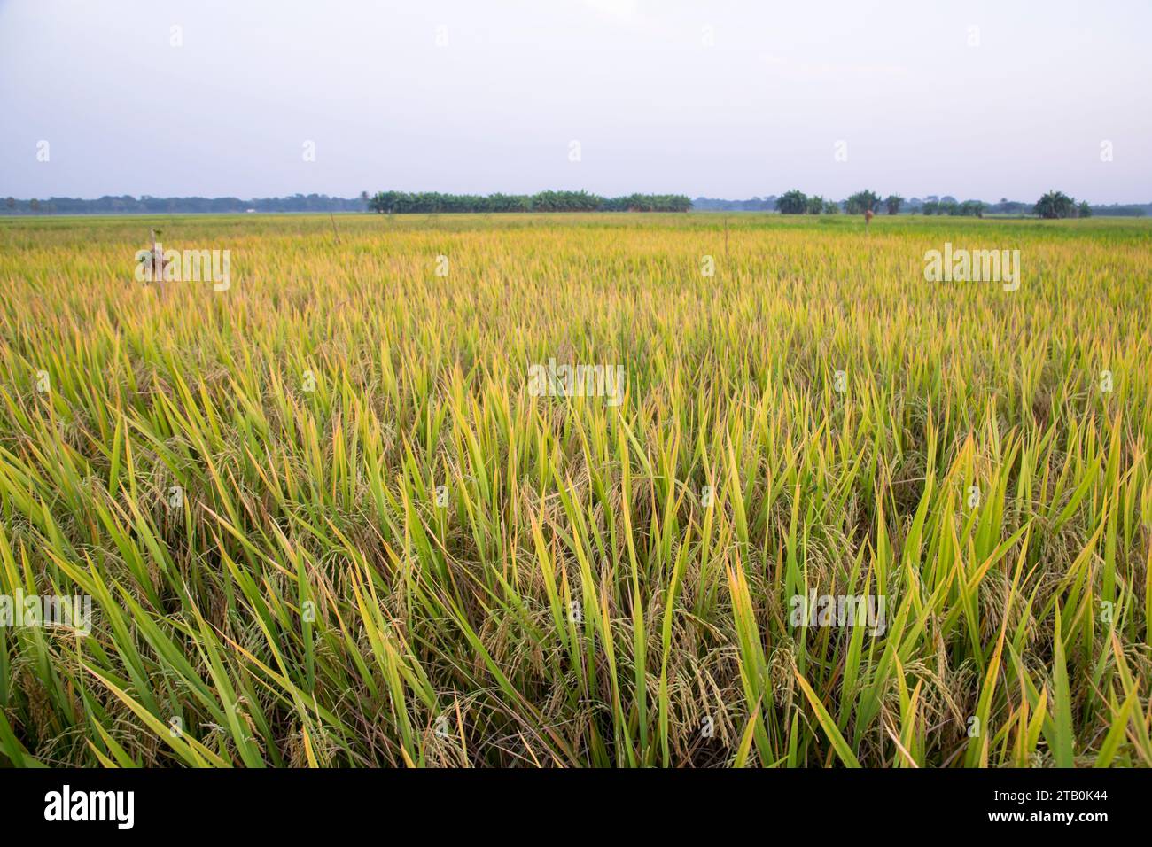 Agriculture Landscape view of the grain rice field with blue sky in ...