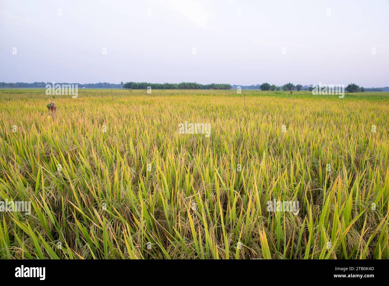 Agriculture Landscape view of the grain rice field with blue sky in ...