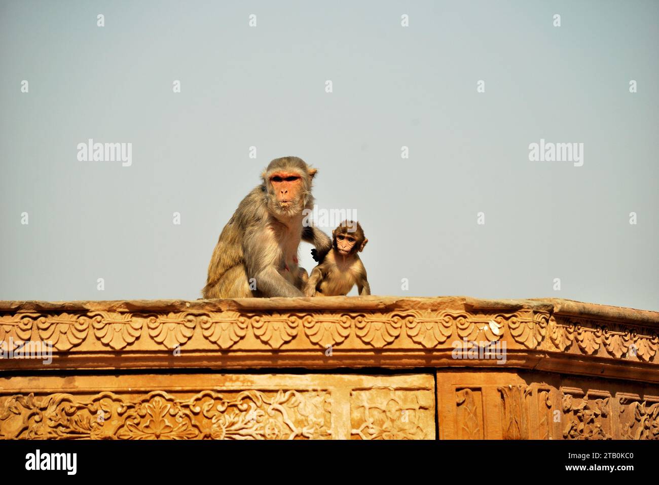 Golden Haired Monkeys sitting on the old structure, Yamuna River Ghat ...