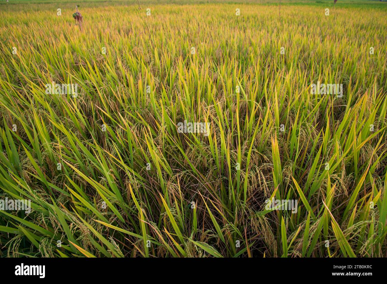 Top view grain rice field agriculture landscape Stock Photo - Alamy