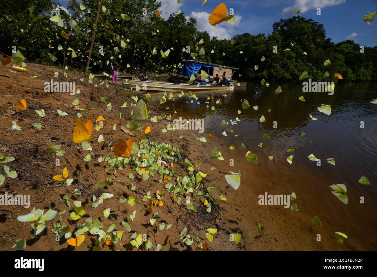 Butterflies fly around the banks of the Assua River, next to Juma ...
