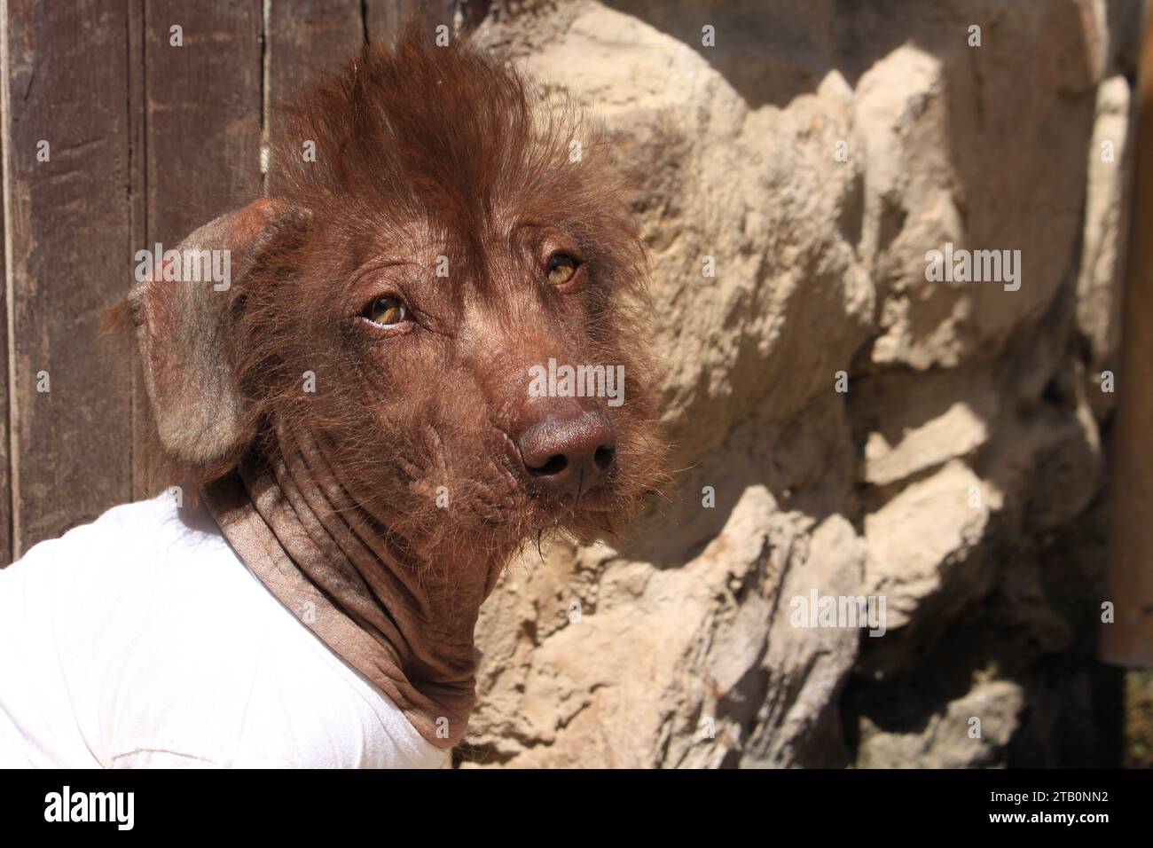 Street dog peru hi-res stock photography and images - Alamy