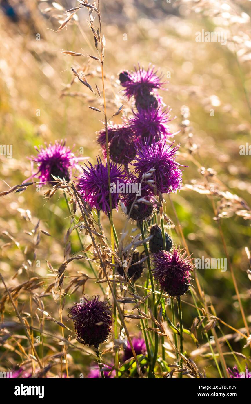 Pink flowers of the brown knapweed field plant surrounded by dry yellow ...