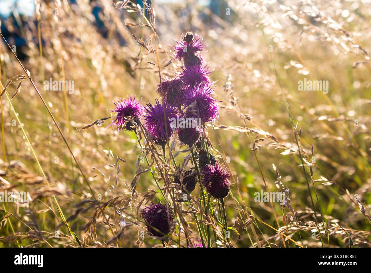 Pink flowers of the brown knapweed field plant surrounded by dry yellow ...