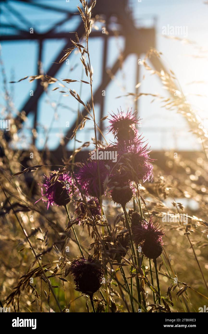 Wild field plants against the background of a metal structure of a ...