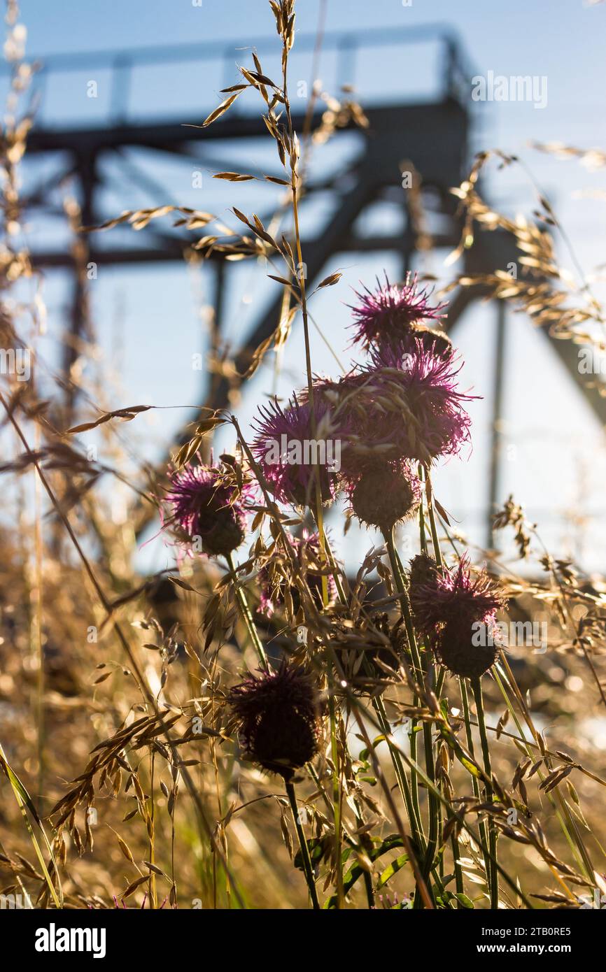 Wild field plants against the background of a metal structure of a ...
