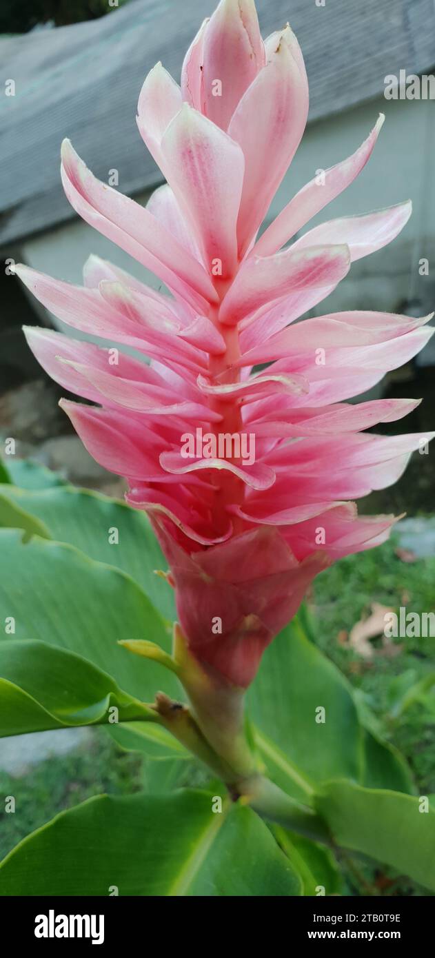 Beautiful flower from Colombia Stock Photo - Alamy