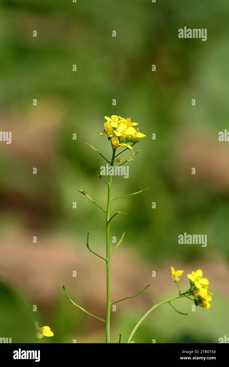 Mustard flower.Flowers are reproductive structures of plants that are ...
