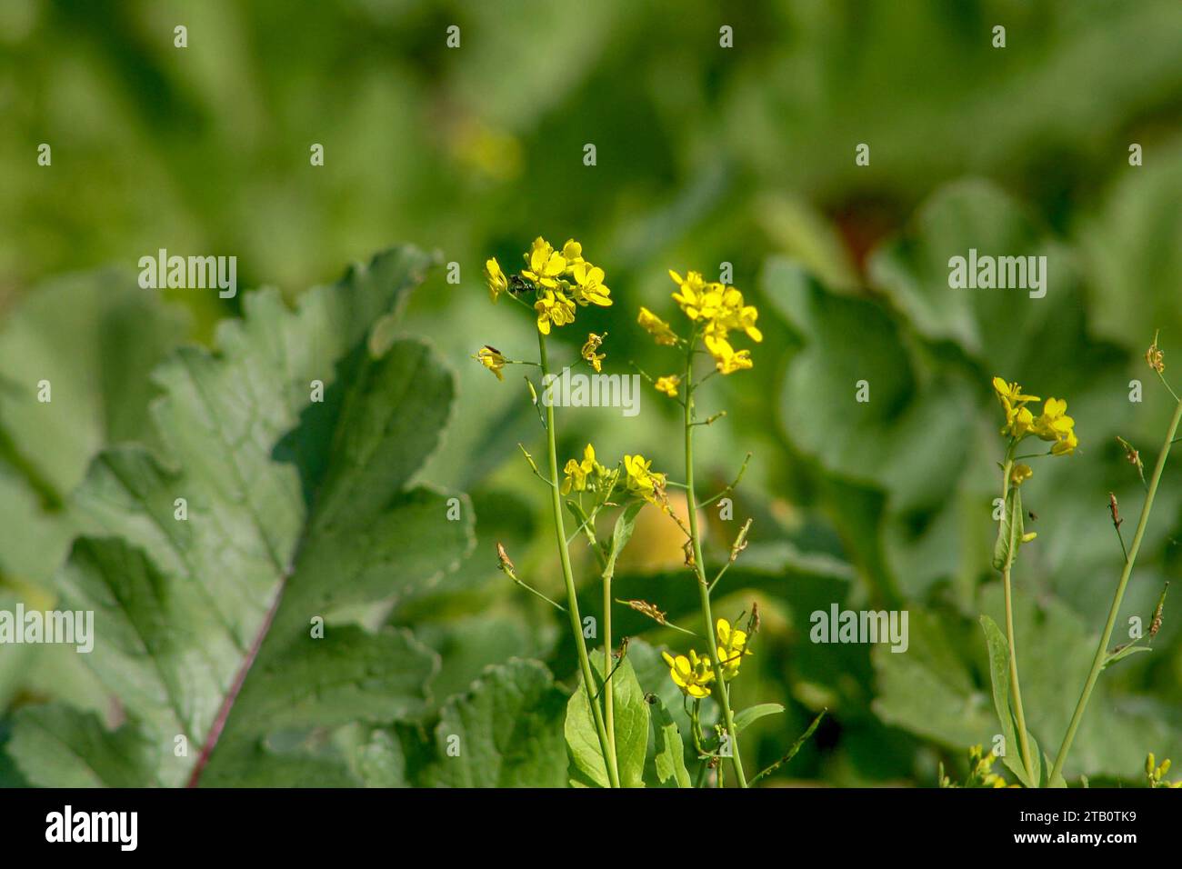 Mustard flower.Flowers are reproductive structures of plants that are ...
