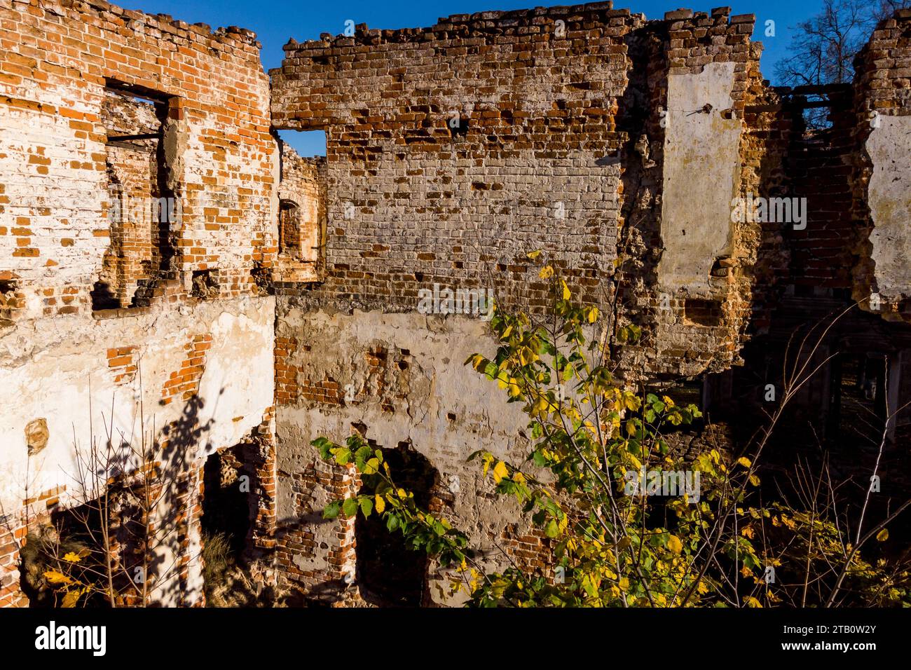 The ruins of an ancient brick manor house overgrown with trees. Belkino ...