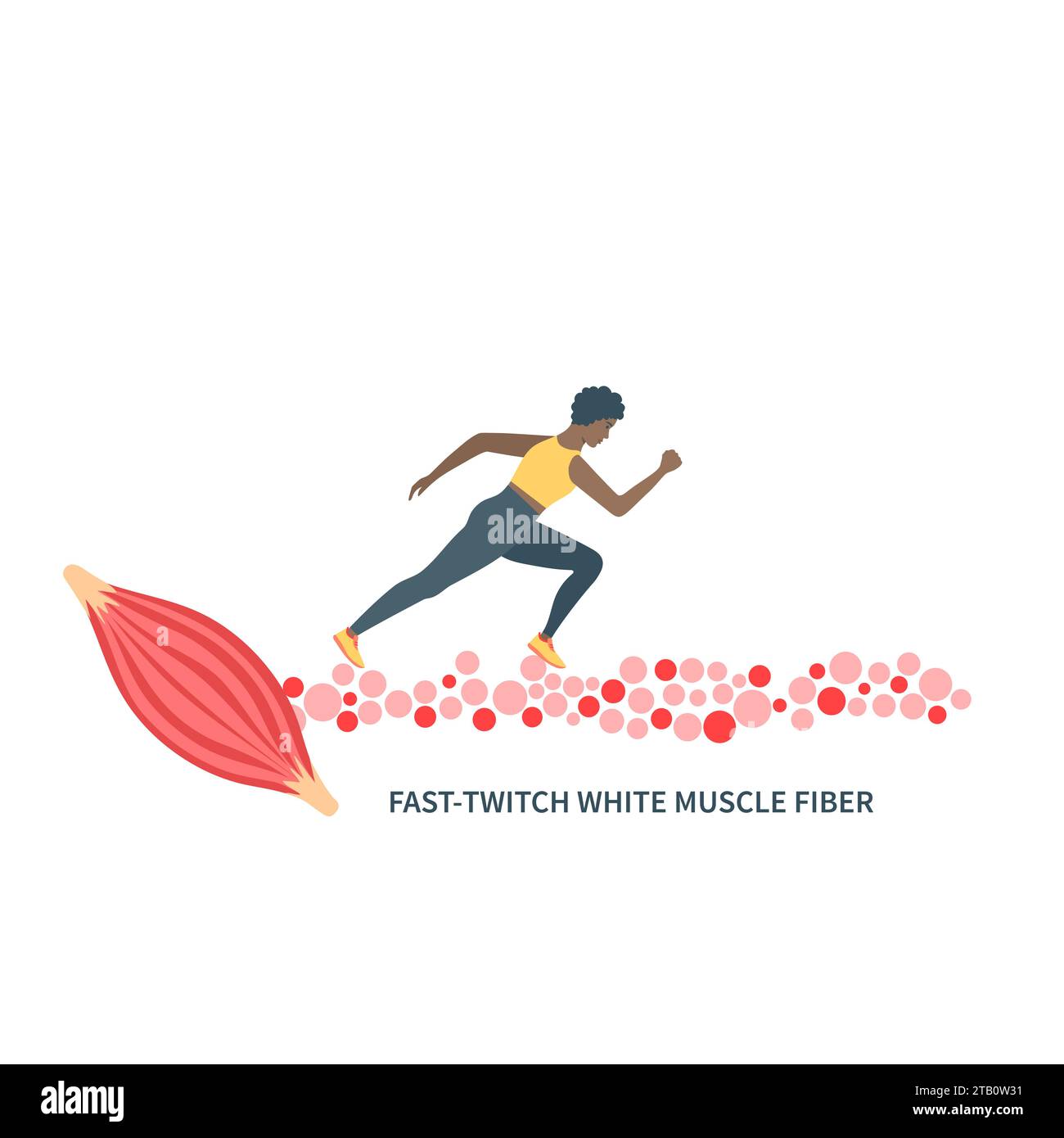 Fast twitch white muscle fiber type illustration Stock Vector Image ...