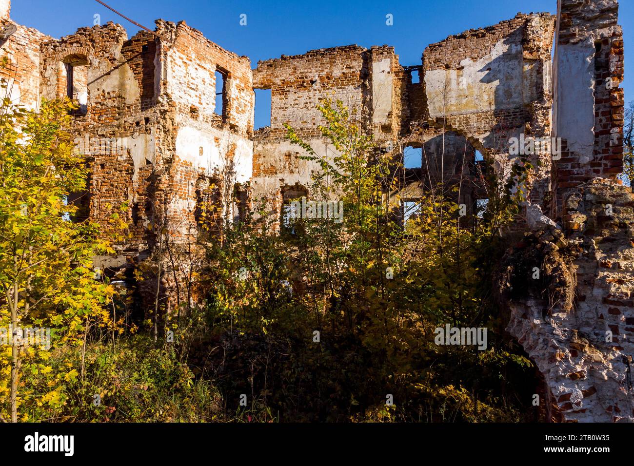 The ruins of an ancient brick manor house overgrown with trees. Belkino ...