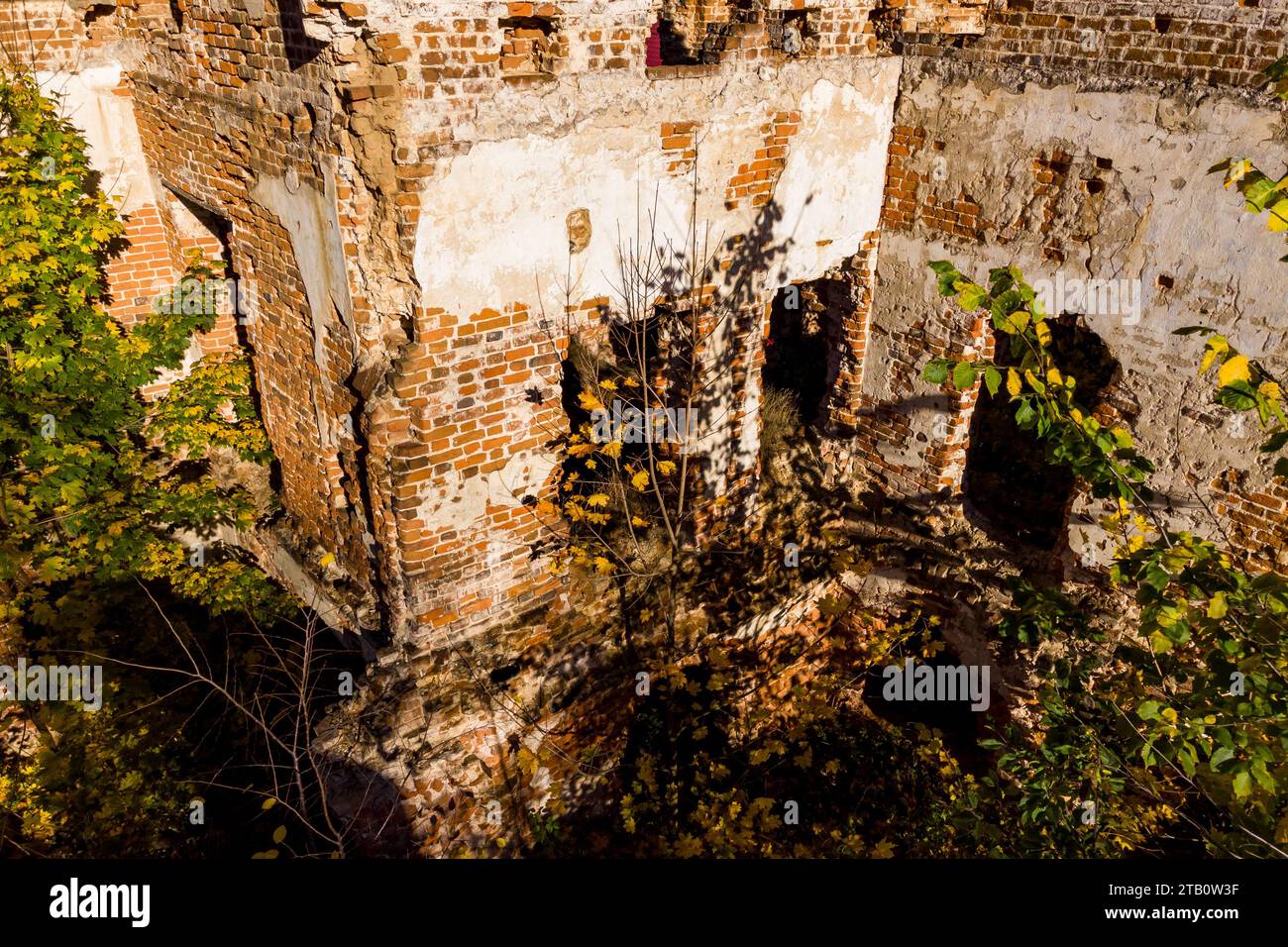 The ruins of an ancient brick manor house overgrown with trees. Belkino ...