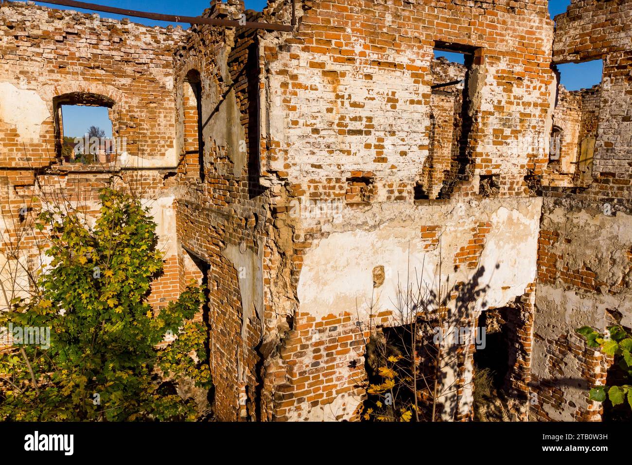The ruins of an ancient brick manor house overgrown with trees. Belkino ...