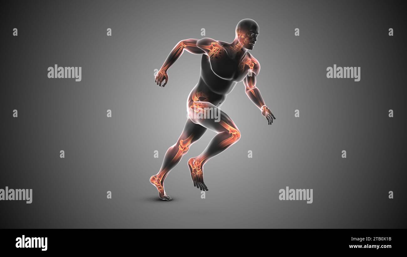 Medical concept for joints in the human body Stock Photo - Alamy