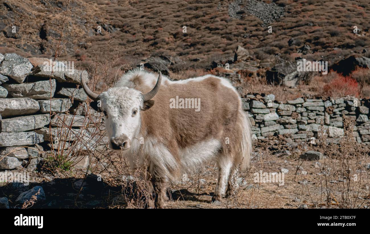 The Himalayan Yak Stock Photo - Alamy