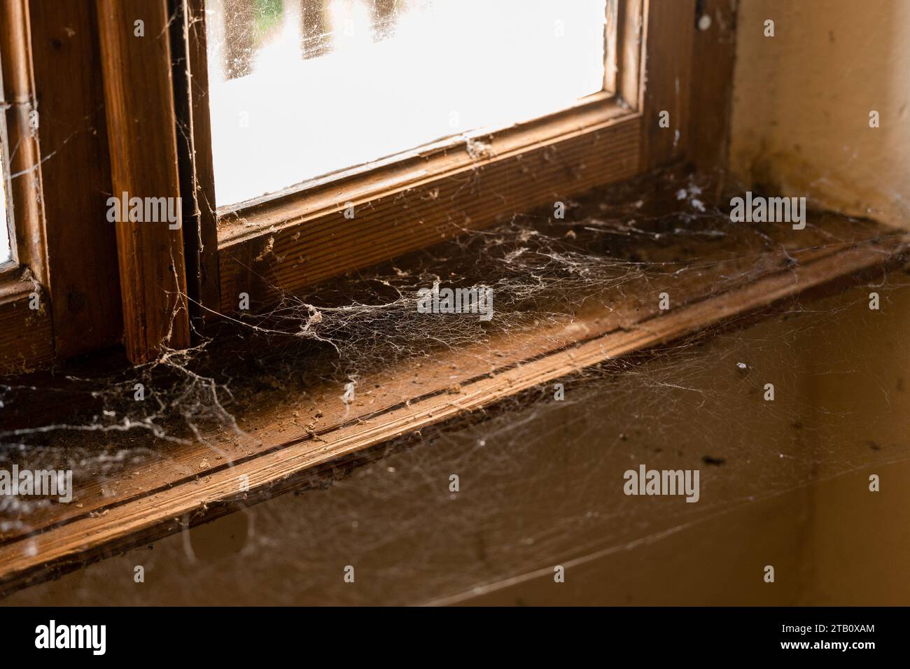 Thick layer of spider webs on a window pane. Old deserted house feeling ...