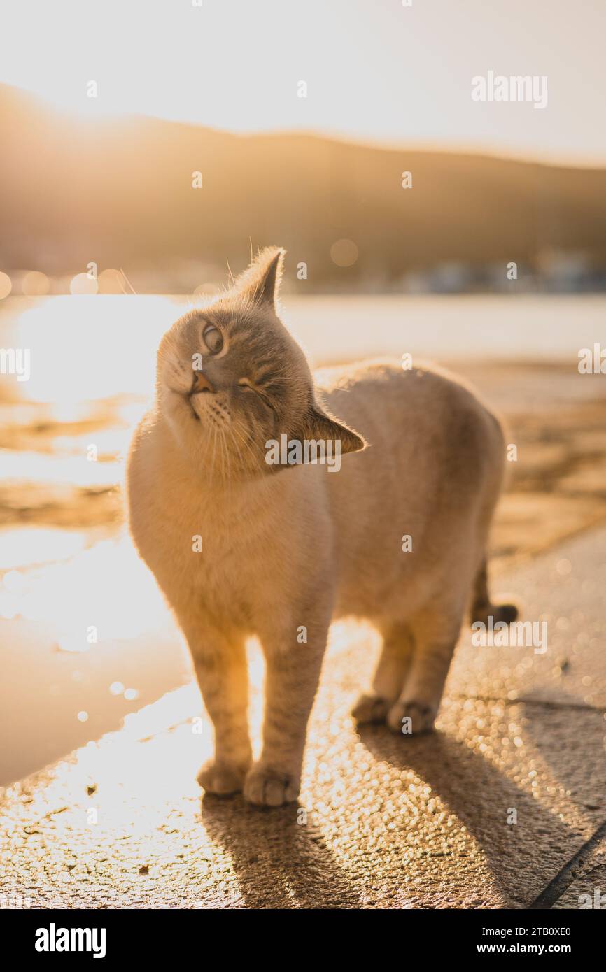 Funny cat tilting her head and winking. Early morning setting at the ...