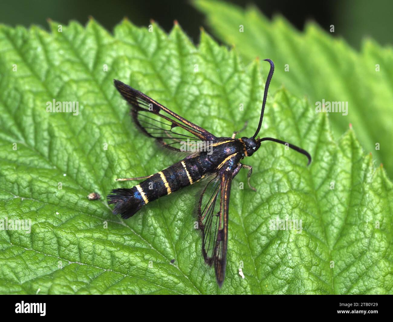Clearwing currant moth (Synanthedon tipuliformis) resting on a bright ...