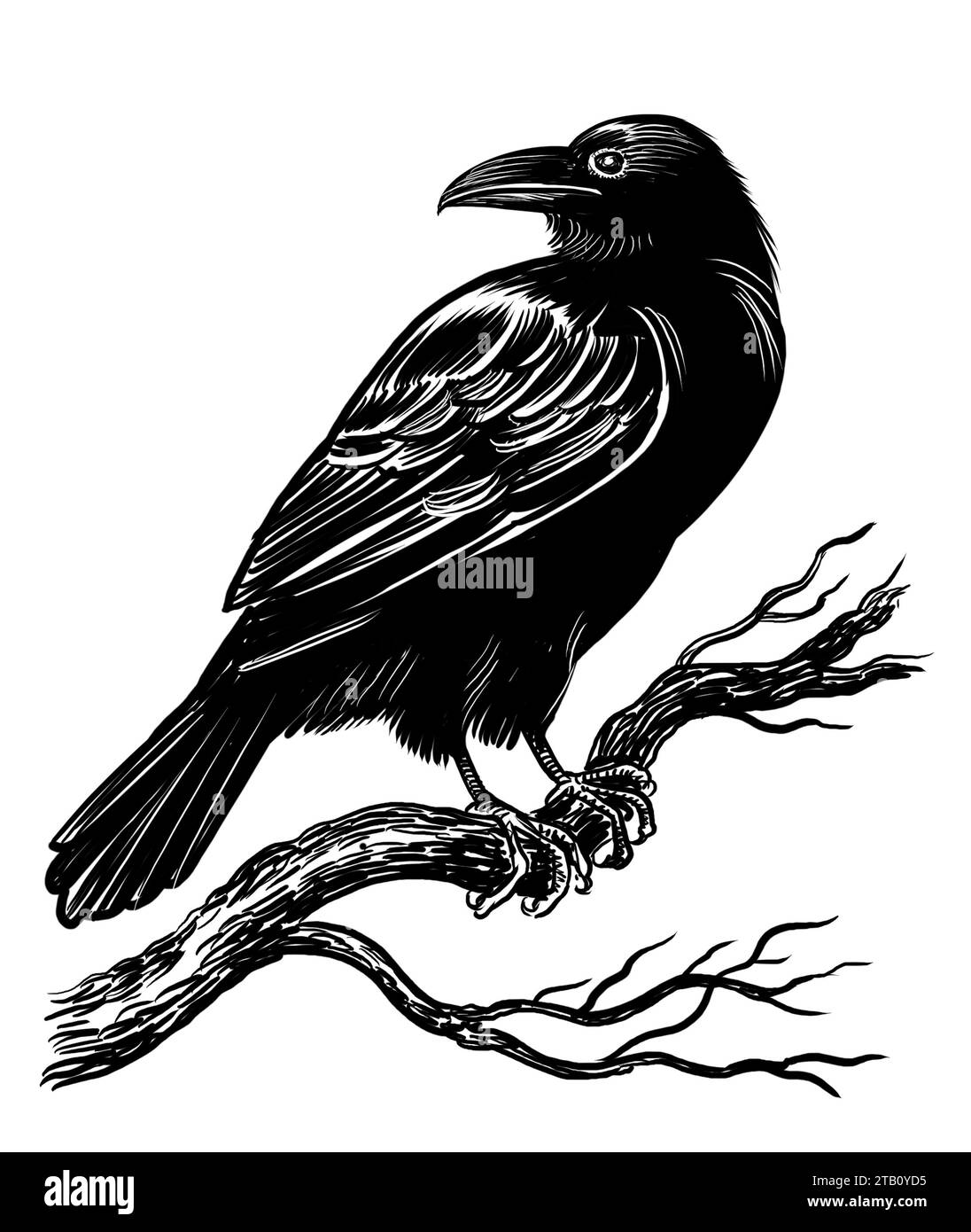 Crow bird on a tree branch. Hand-drawn black and white illustration ...