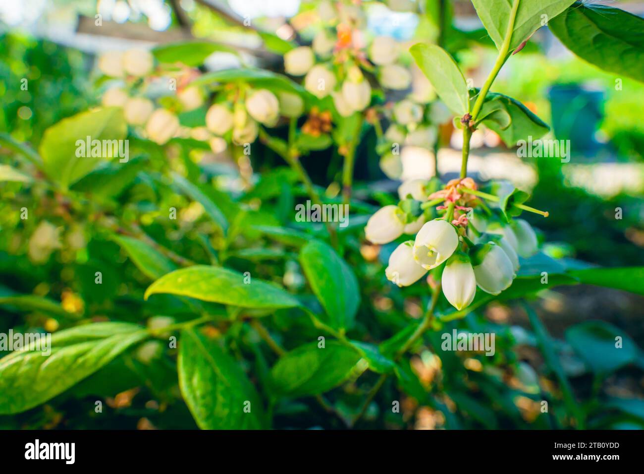Blueberry blooms with white flowers close-up. Beautiful summer ...