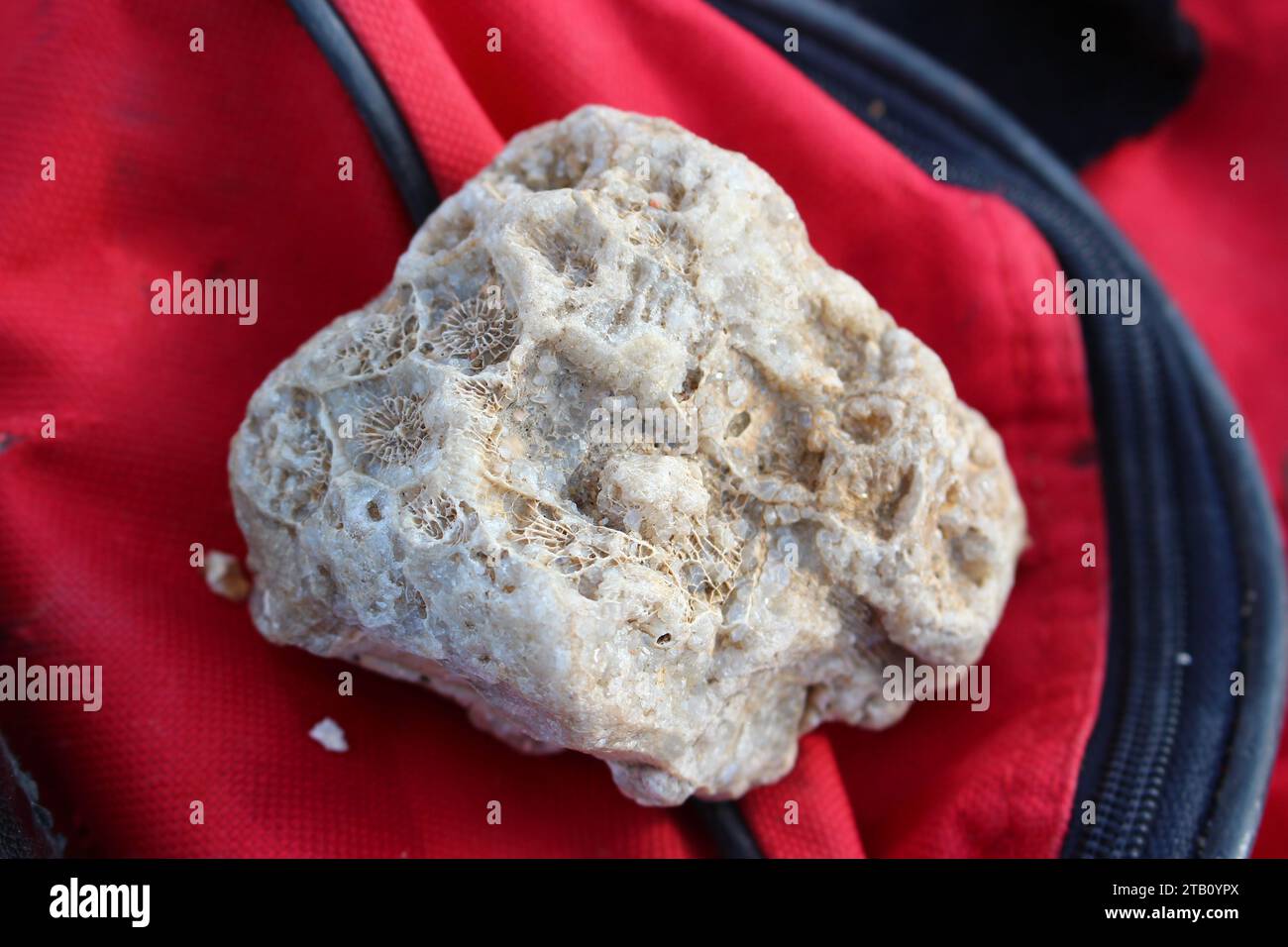 Fossilized colonial coral in white on a red background, rockhounding ...