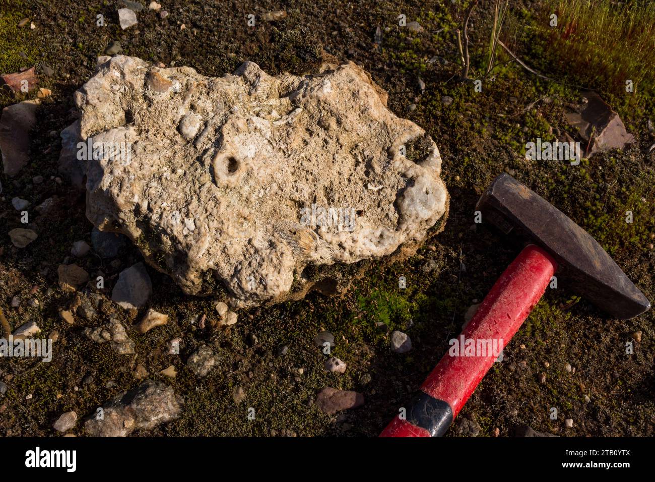 Stone with fossils and hammer with red handle, rockhounding Stock Photo ...