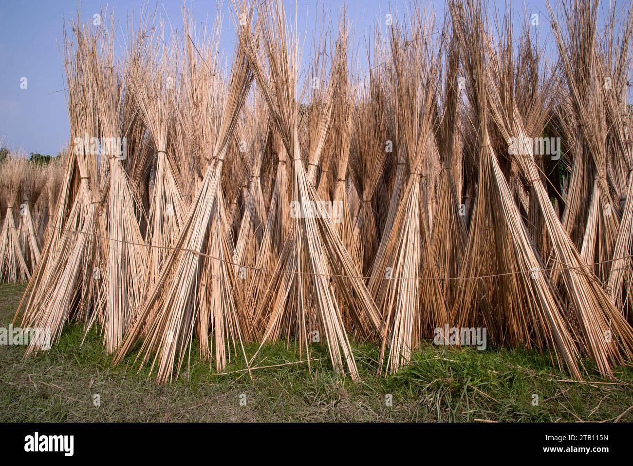 Many Jute sticks are stacked for sun drying at Sadarpur, Faridpur ...