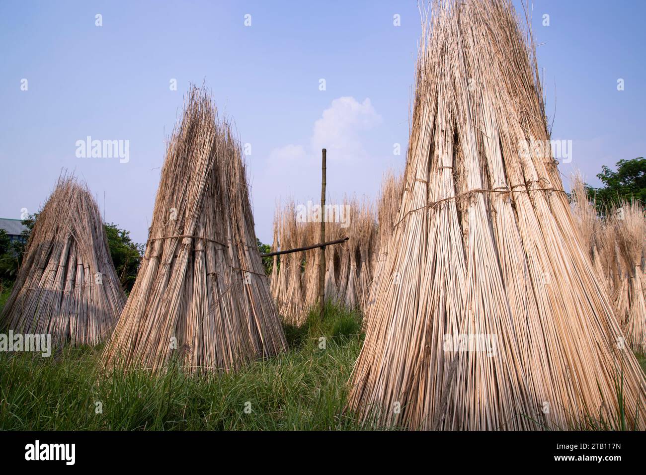 Many Jute sticks are stacked for sun drying at Sadarpur, Faridpur ...