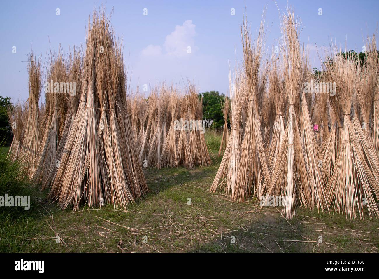 Many Jute sticks are stacked for sun drying at Sadarpur, Faridpur ...