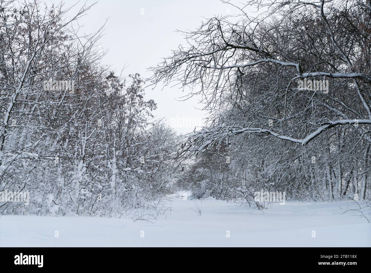 Country winter landscape everything hi-res stock photography and images ...