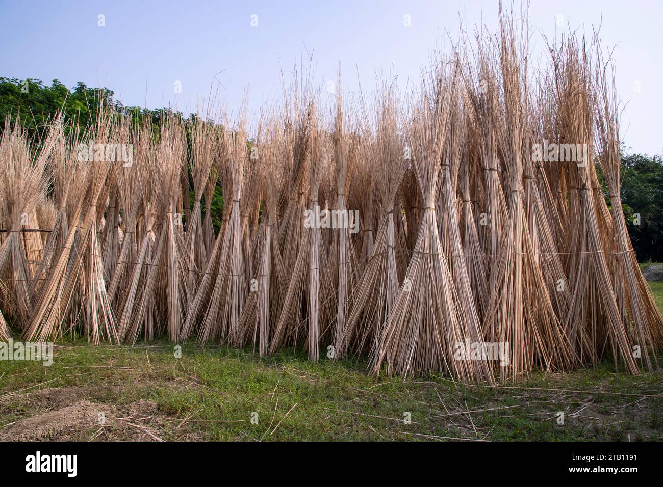 Many Jute sticks are stacked for sun drying at Sadarpur, Faridpur ...