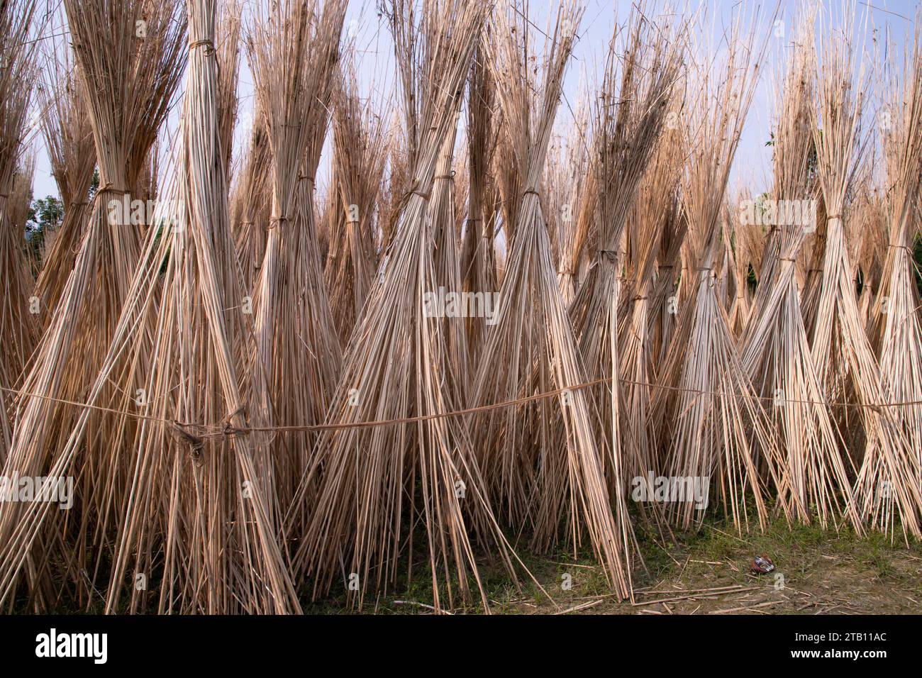 Many Jute sticks are stacked for sun drying at Sadarpur, Faridpur ...