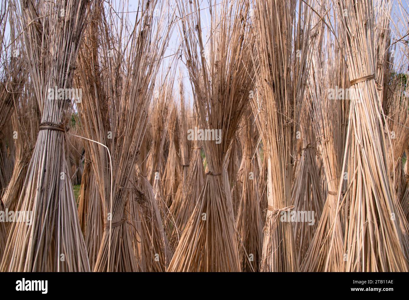 Many Jute sticks are stacked for sun drying at Sadarpur, Faridpur ...