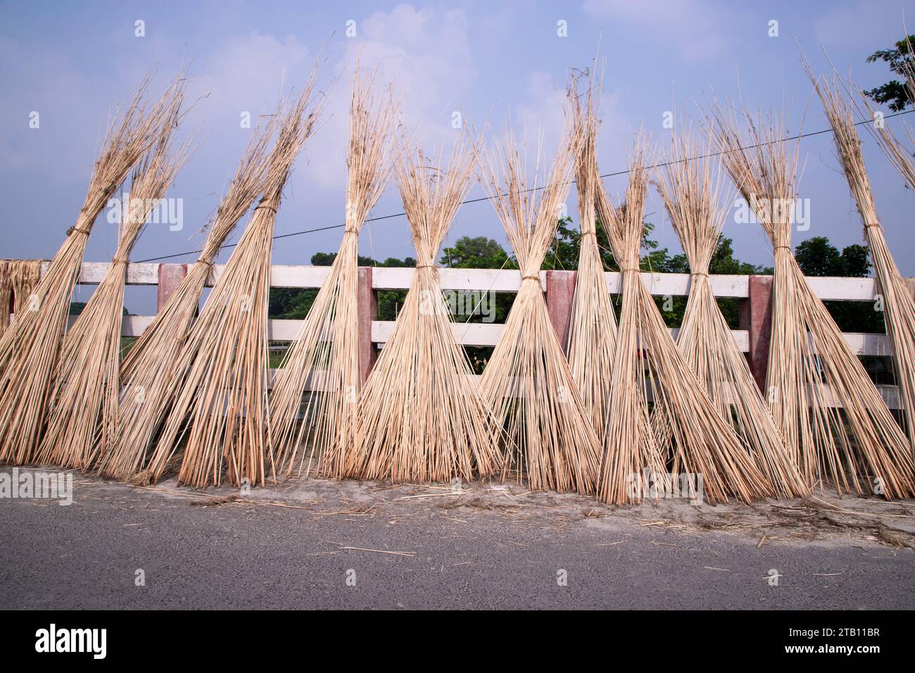 Many Jute sticks are stacked for sun drying at Sadarpur, Faridpur ...