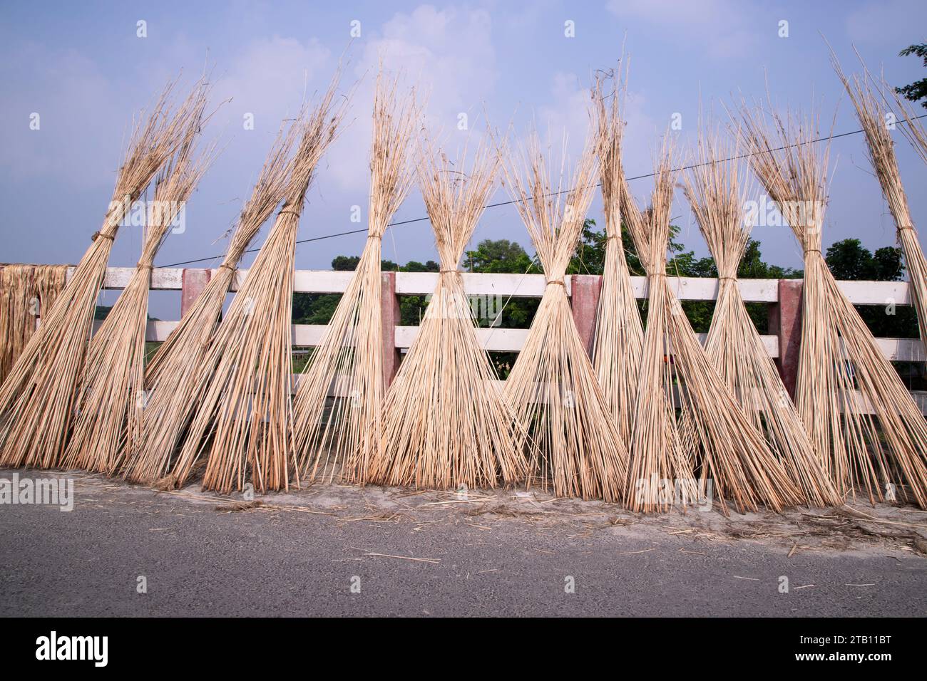 Many Jute sticks are stacked for sun drying at Sadarpur, Faridpur ...