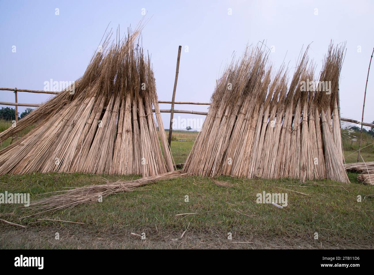 Many Jute sticks are stacked for sun drying at Sadarpur, Faridpur ...