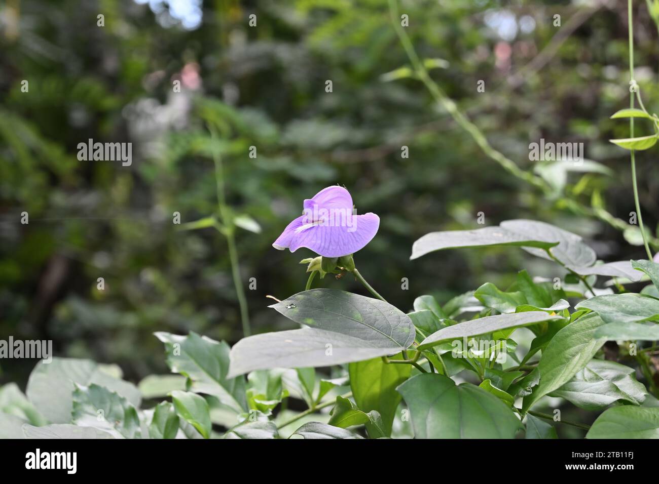 An elevated pale purple colored spurred butterfly pea flower, the view ...