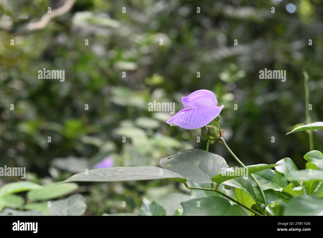Spurred butterfly pea flower hi-res stock photography and images - Alamy